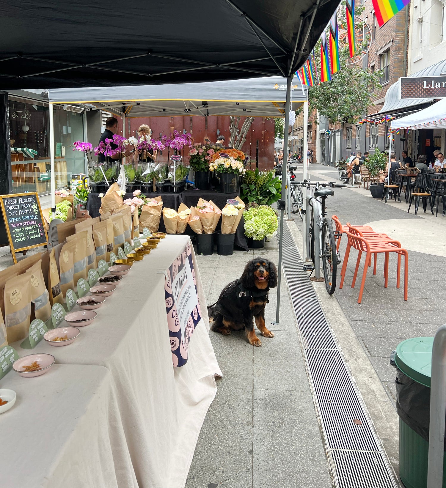 Spend a Saturday dining on Llankelly Place Potts Point with your pooch ...